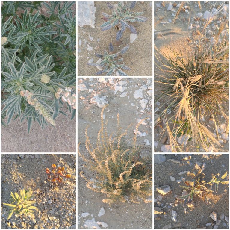 Making Memories of Qatar’s Countryside – #kcbarker – photoblogger