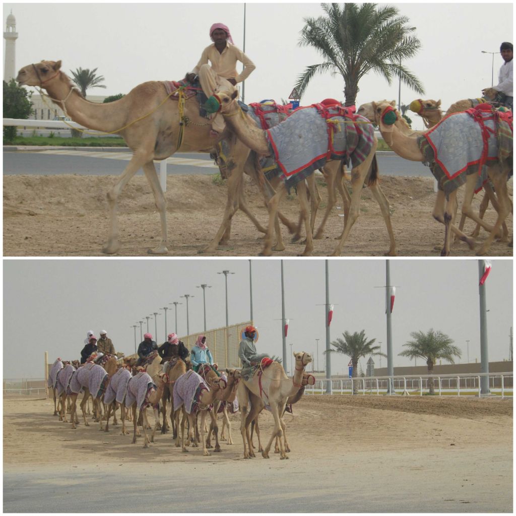 Making Memories of Qatar’s Countryside – #kcbarker – photoblogger